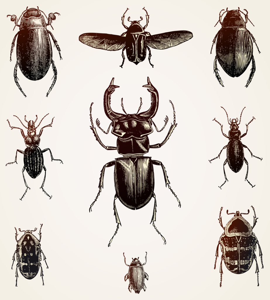 Ozarks Nature Guide – Fauna